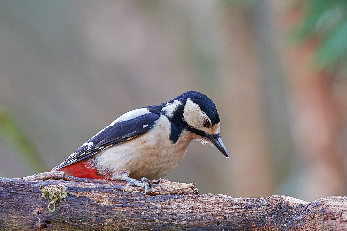 Spechte - Studio Natur