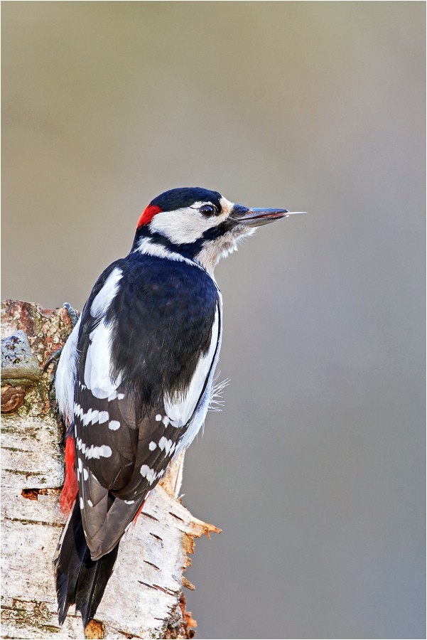 Spechte - Studio Natur