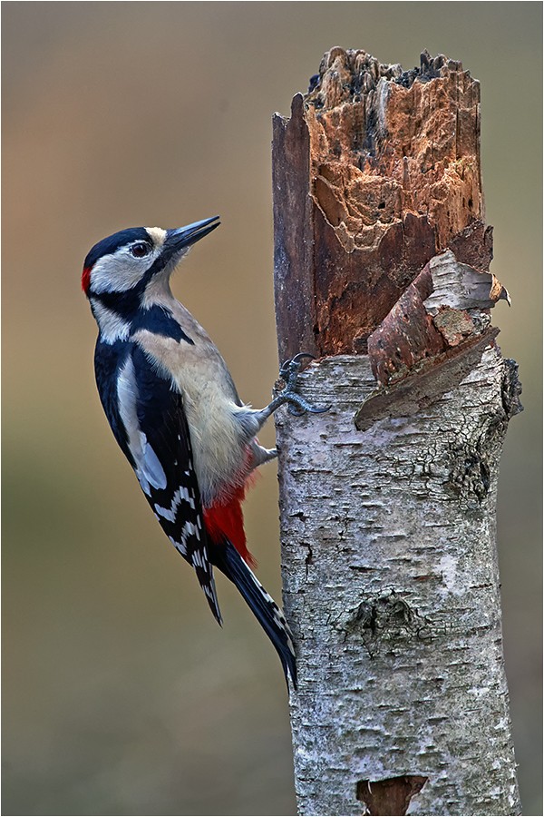 Spechte - Studio Natur