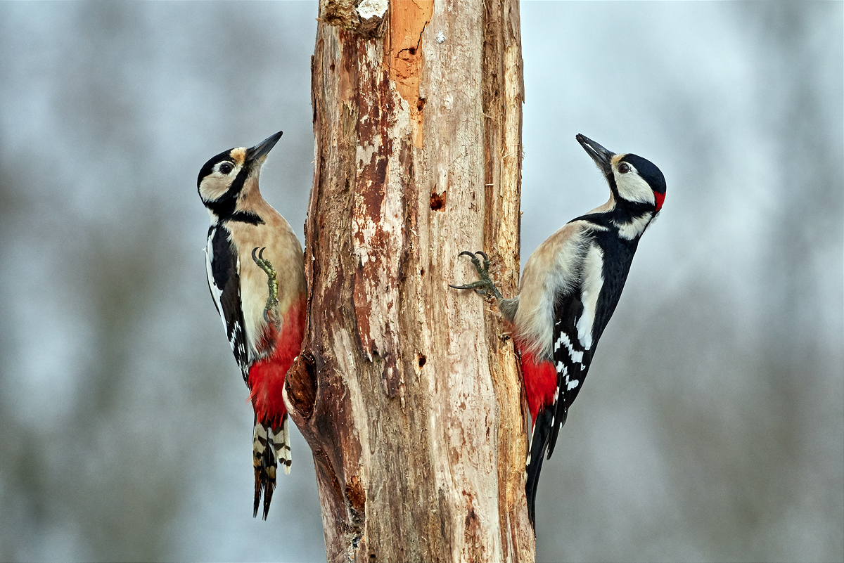 Spechte - Studio Natur